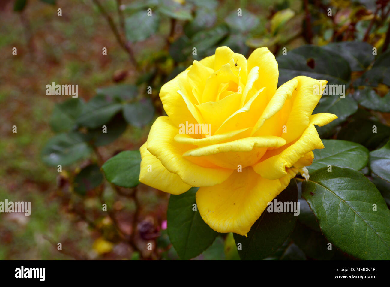 Rosal rose hi-res stock photography and images - Alamy