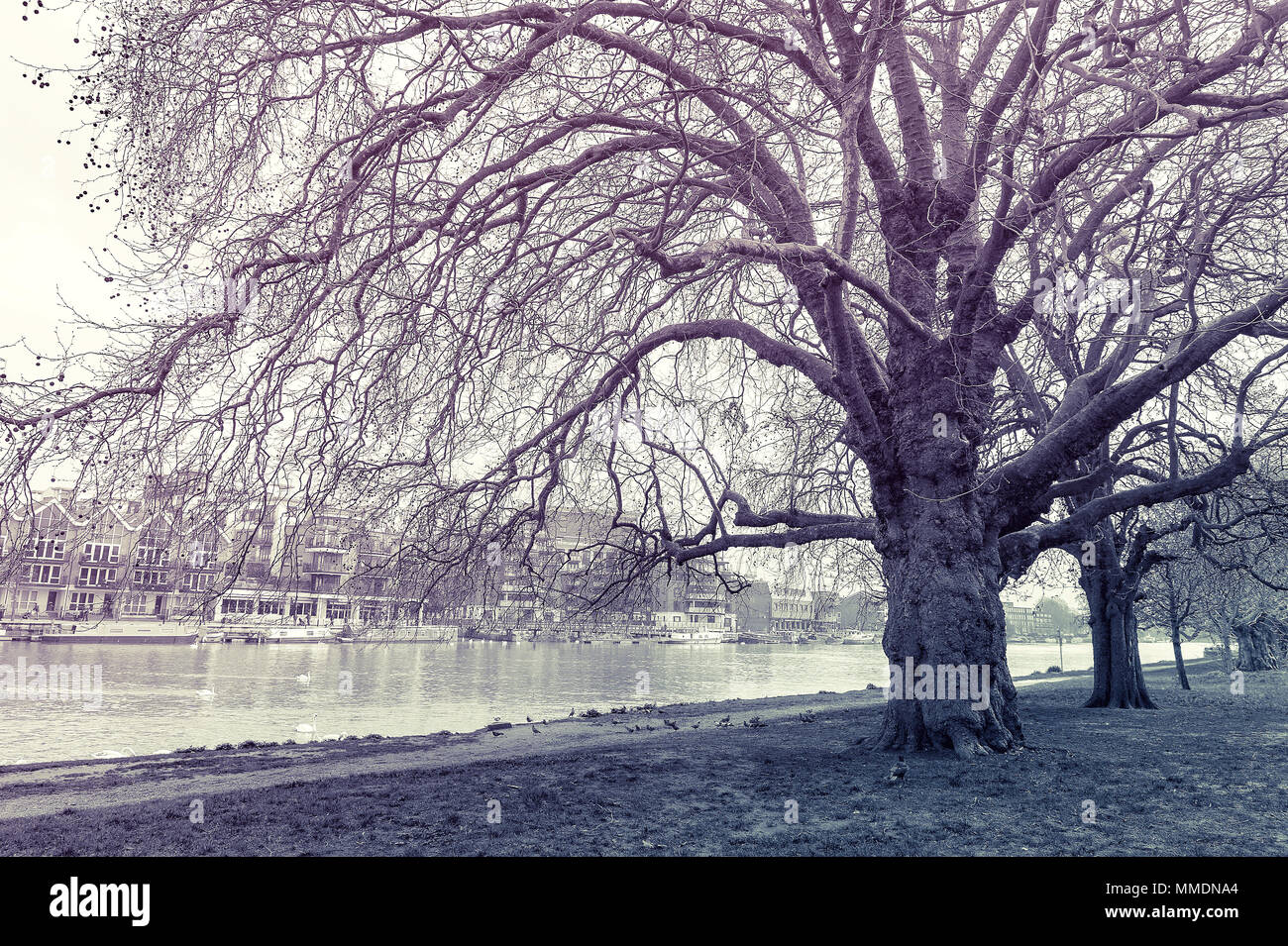 Big trees in the park at the Barge Walk by the River Thames opposite of ...