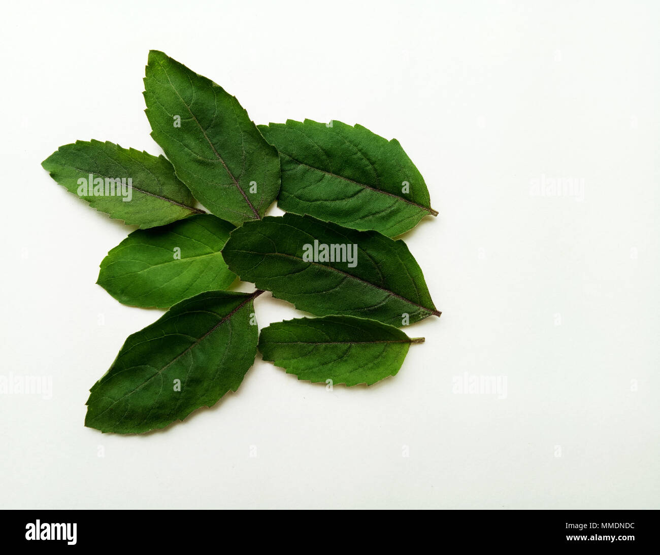 Holy basil sacred plant hi-res stock photography and images - Alamy