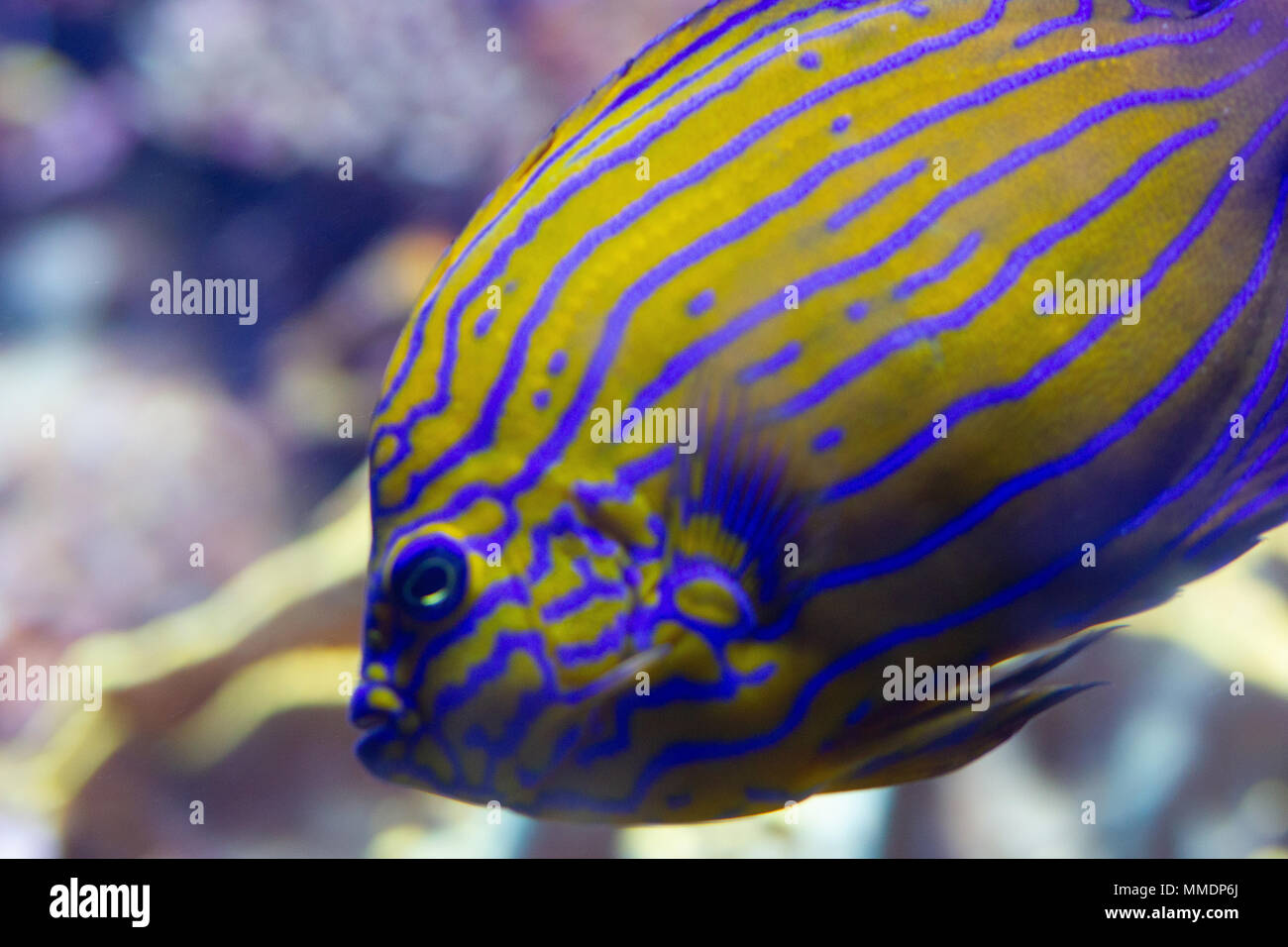 Blue Striped Angelfish