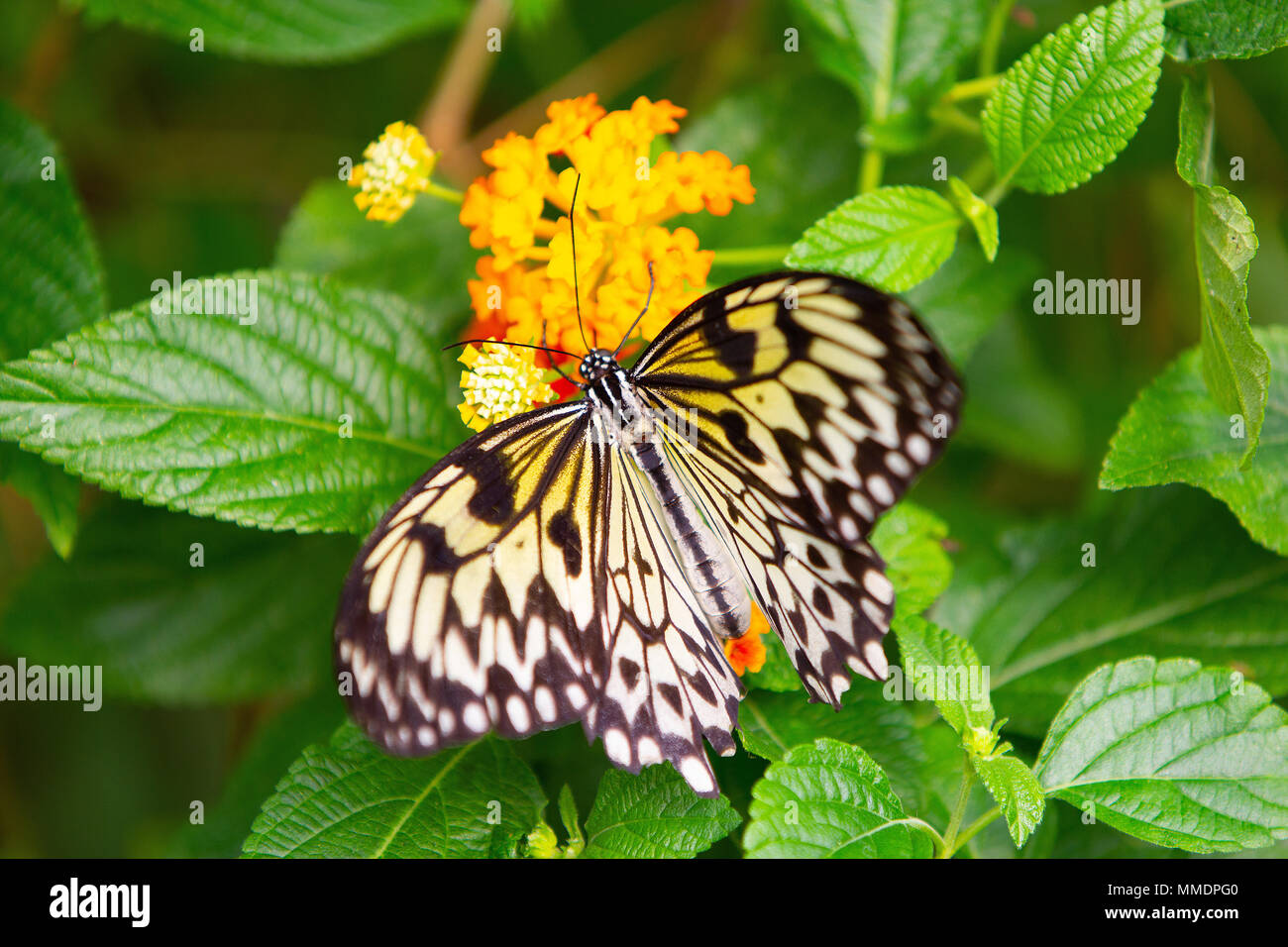 Beautiful resting butterfly hi-res stock photography and images - Alamy