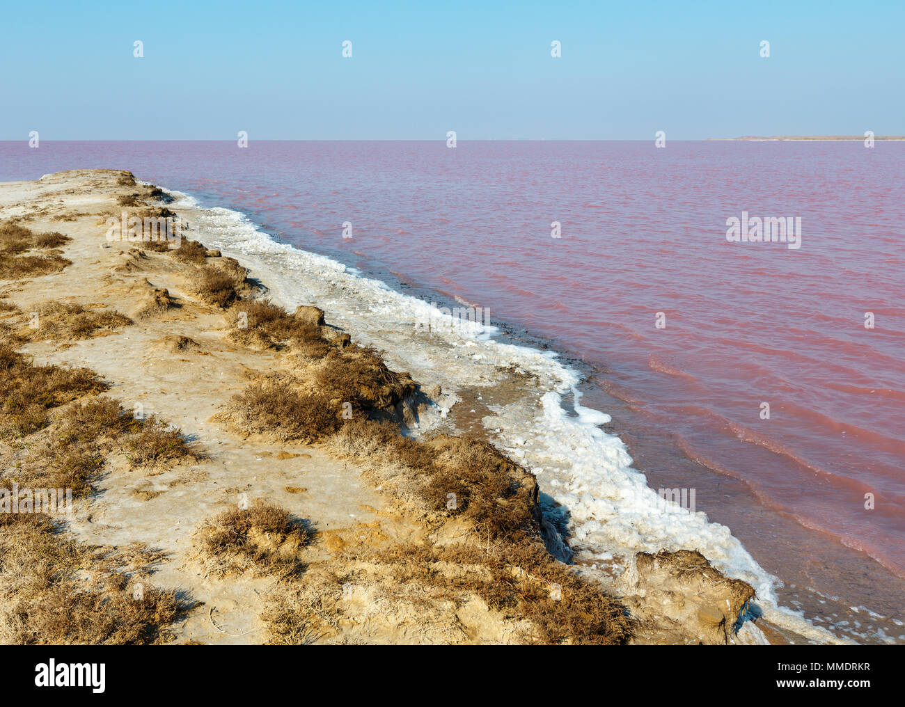 Pink extremely salty Syvash Lake, colored by microalgae with ...