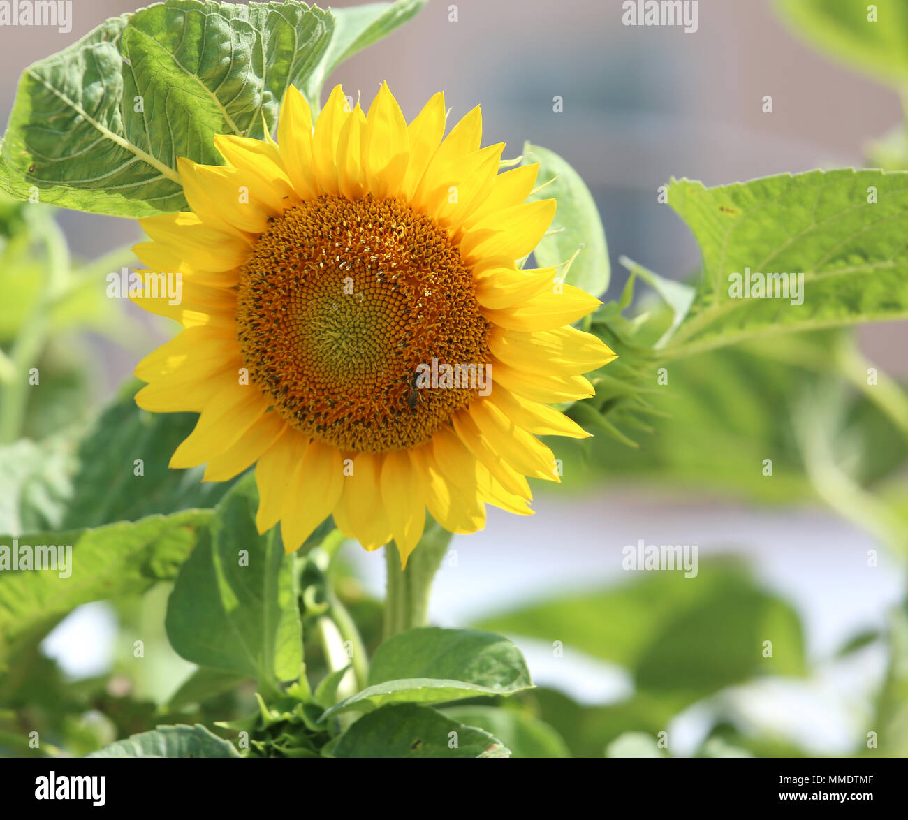 Blossomed sunflower hi-res stock photography and images - Alamy