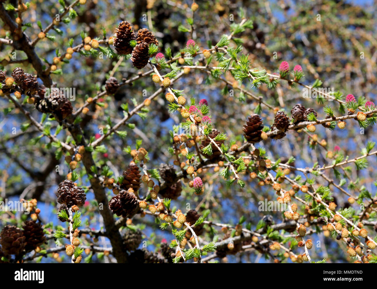 Background of cones of a larch tree in spring in the european alps ...