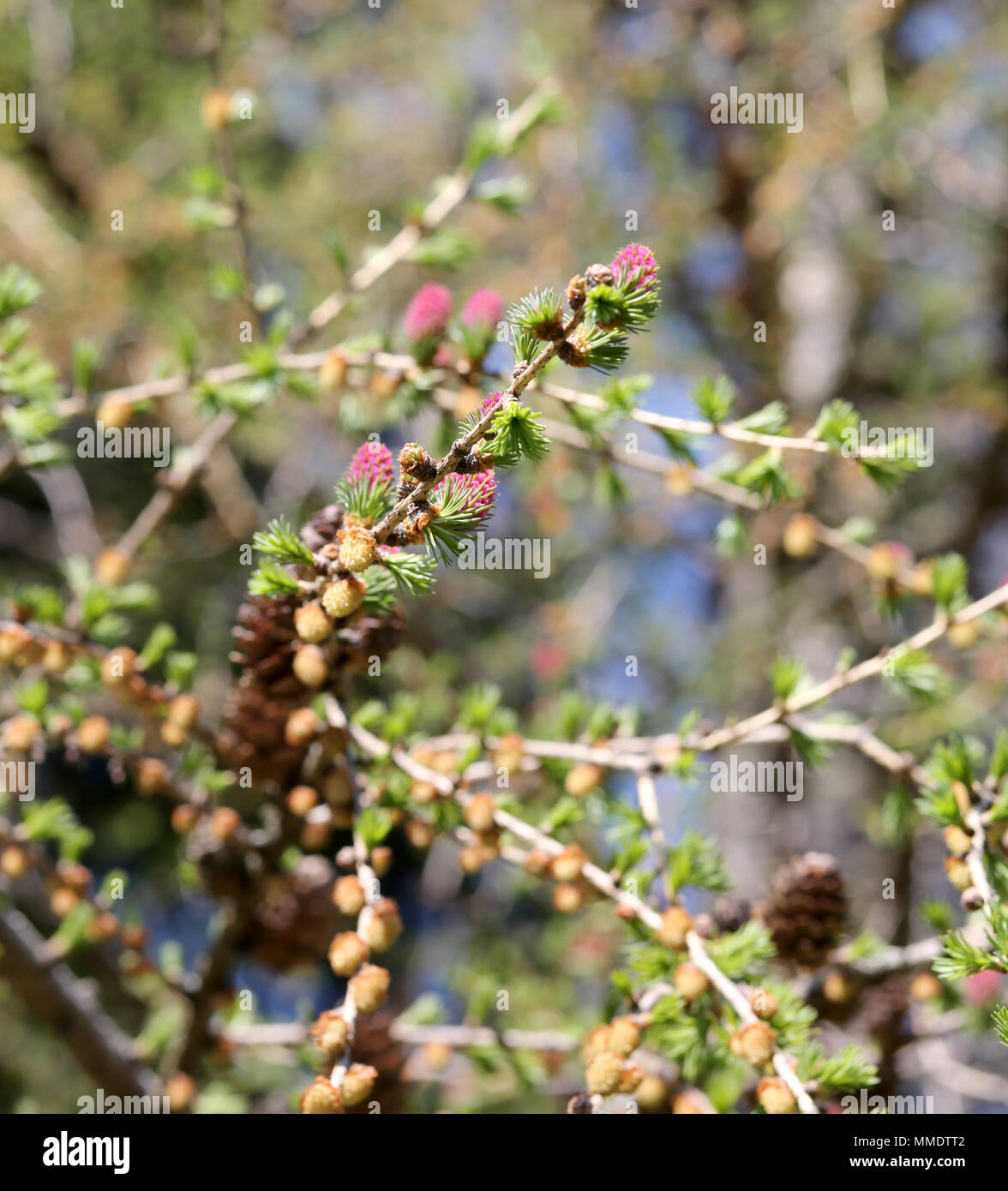 Young red seed larch hi-res stock photography and images - Alamy