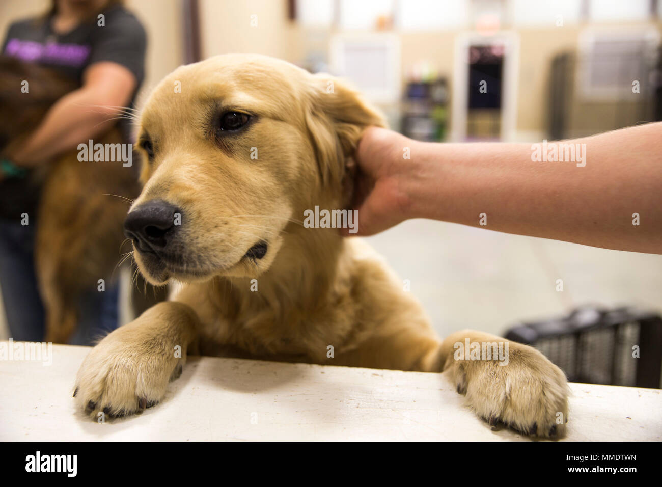 Canine post traumatic stress disorder hi-res stock photography and ...