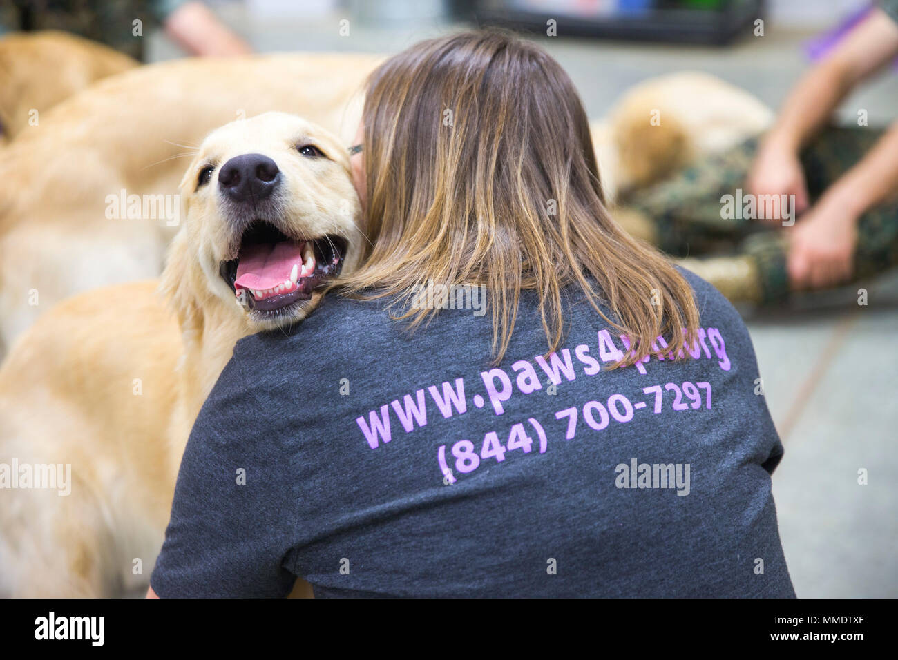 Talbot dogs hi-res stock photography and images - Alamy