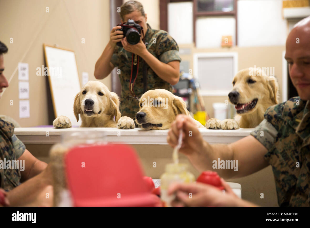 Talbot dogs hi-res stock photography and images - Alamy