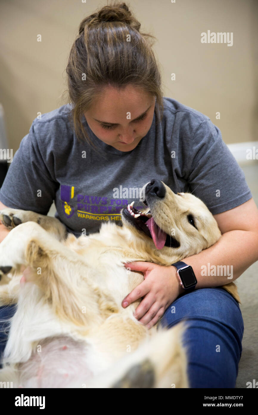 Talbot dogs hi-res stock photography and images - Alamy