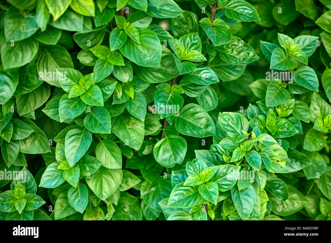 Green basil bushes. Full frame Stock Photo - Alamy