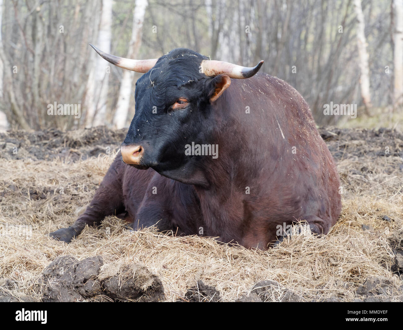 Quebec, Canada. An adult Saler bull resting Stock Photo - Alamy