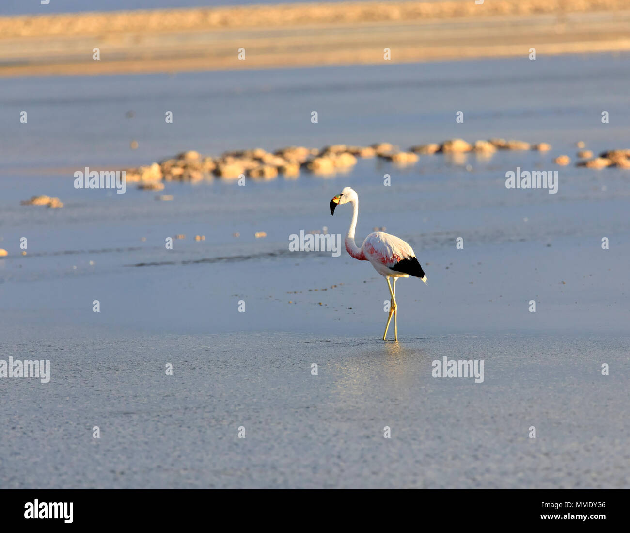 Andean flamingo, Phoenicoparrus andinus Stock Photo - Alamy