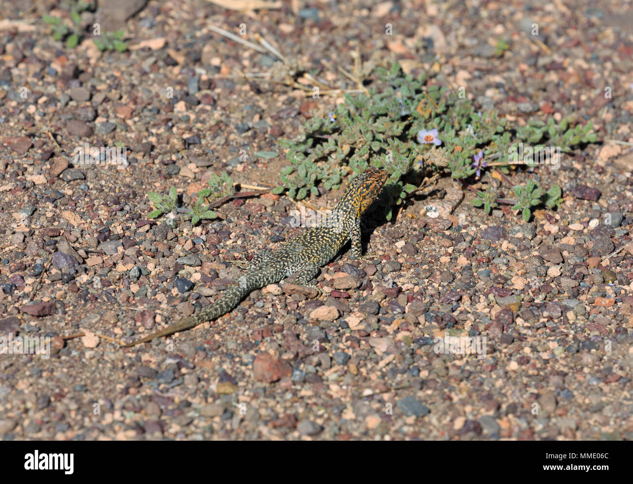 Lizard, Atacama Desert, Chile Stock Photo - Alamy