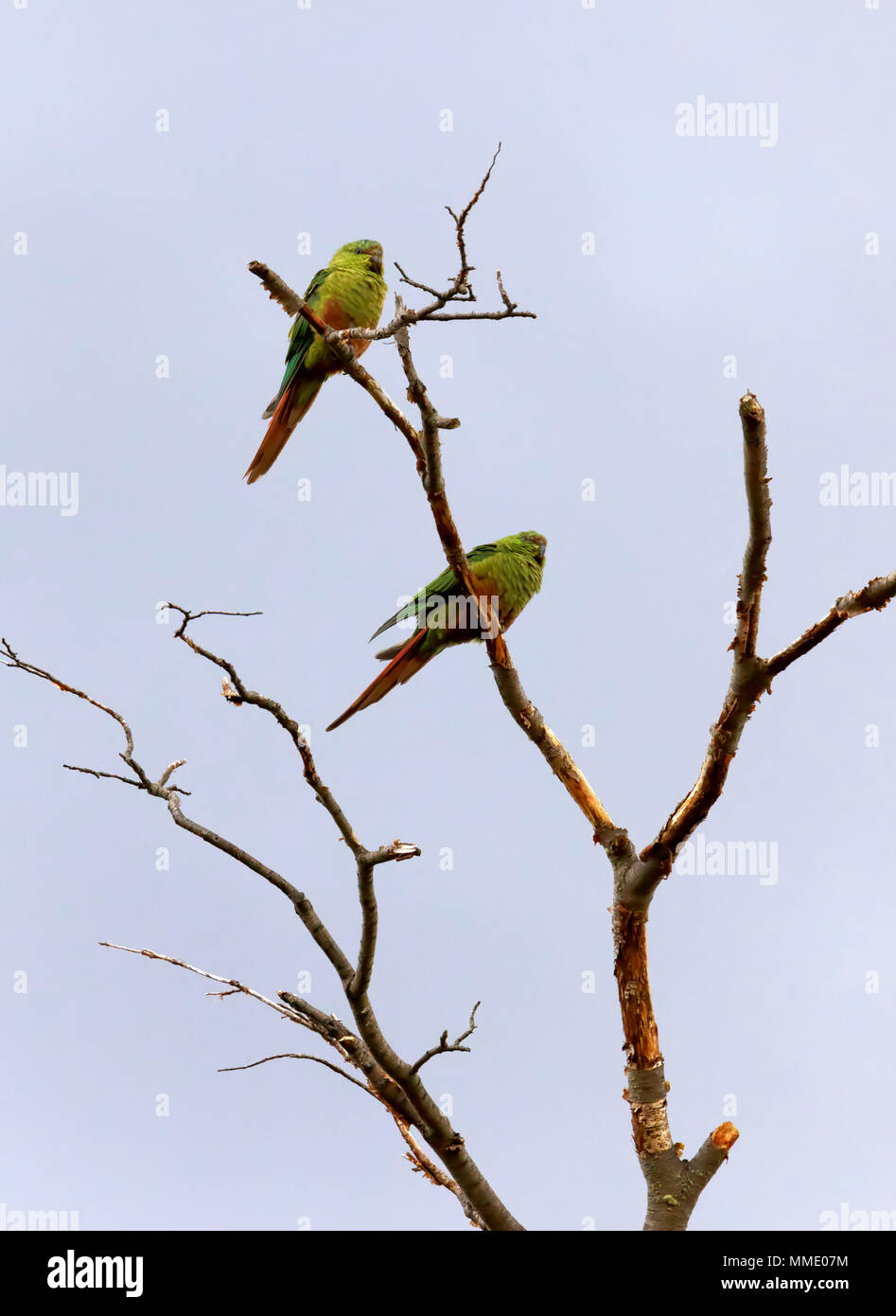 South american parakeets hi-res stock photography and images - Alamy