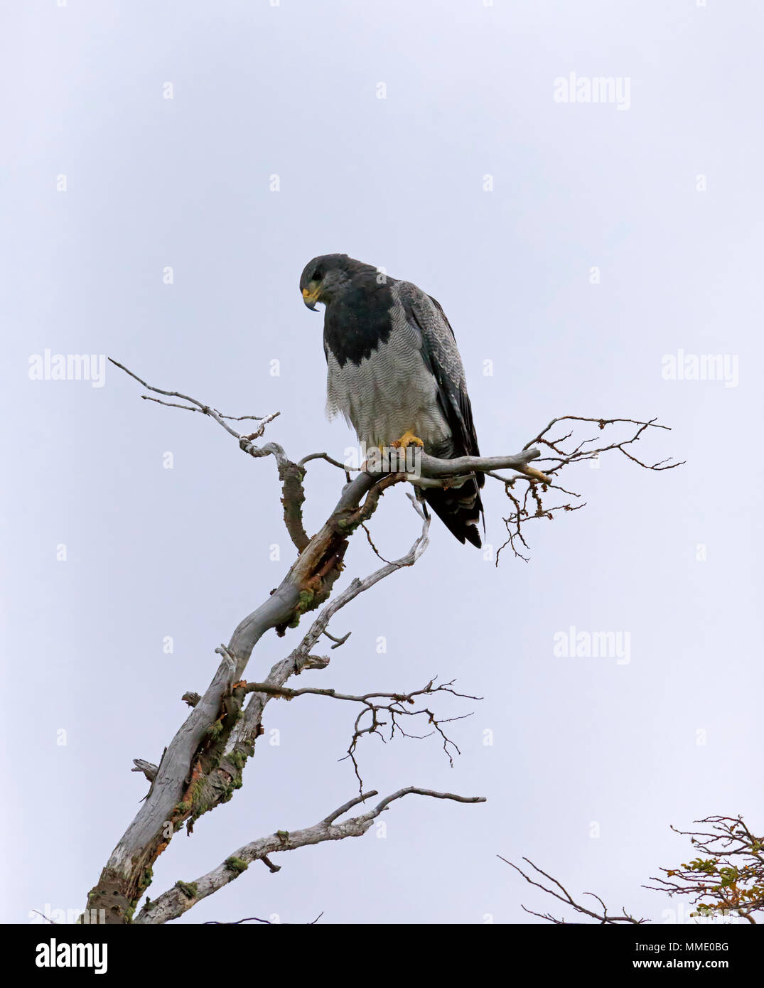 Chilean blue eagle hi-res stock photography and images - Alamy