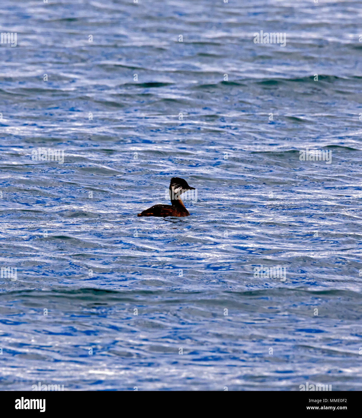 White-tufted grebe, Rollandia rolland Stock Photo - Alamy