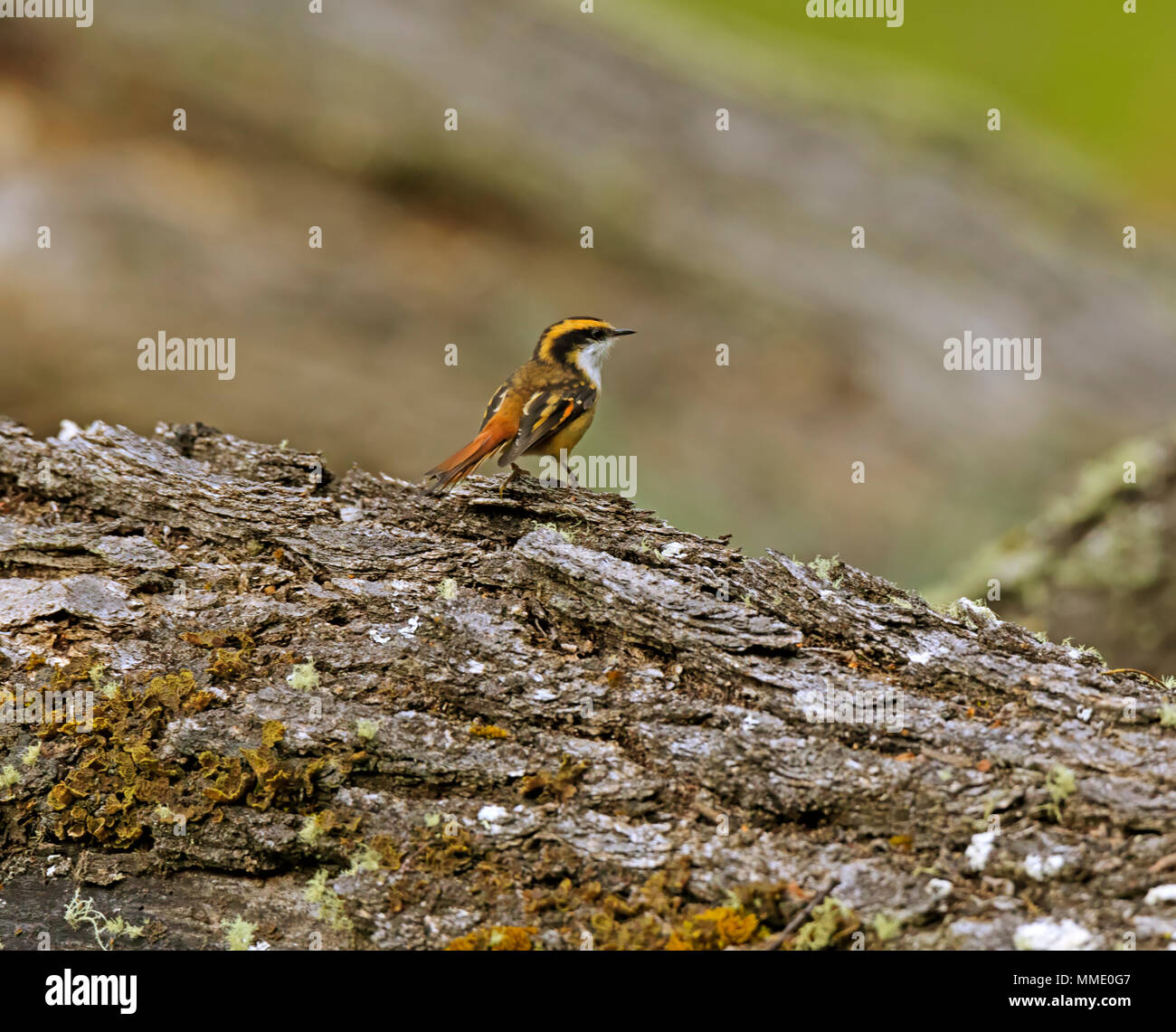 Thorn-tailed rayadito, Aphrastura spinicauda Stock Photo - Alamy