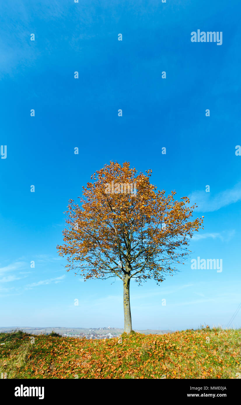 Lonely autumn maple tree on hill top on blue sky background Stock Photo ...