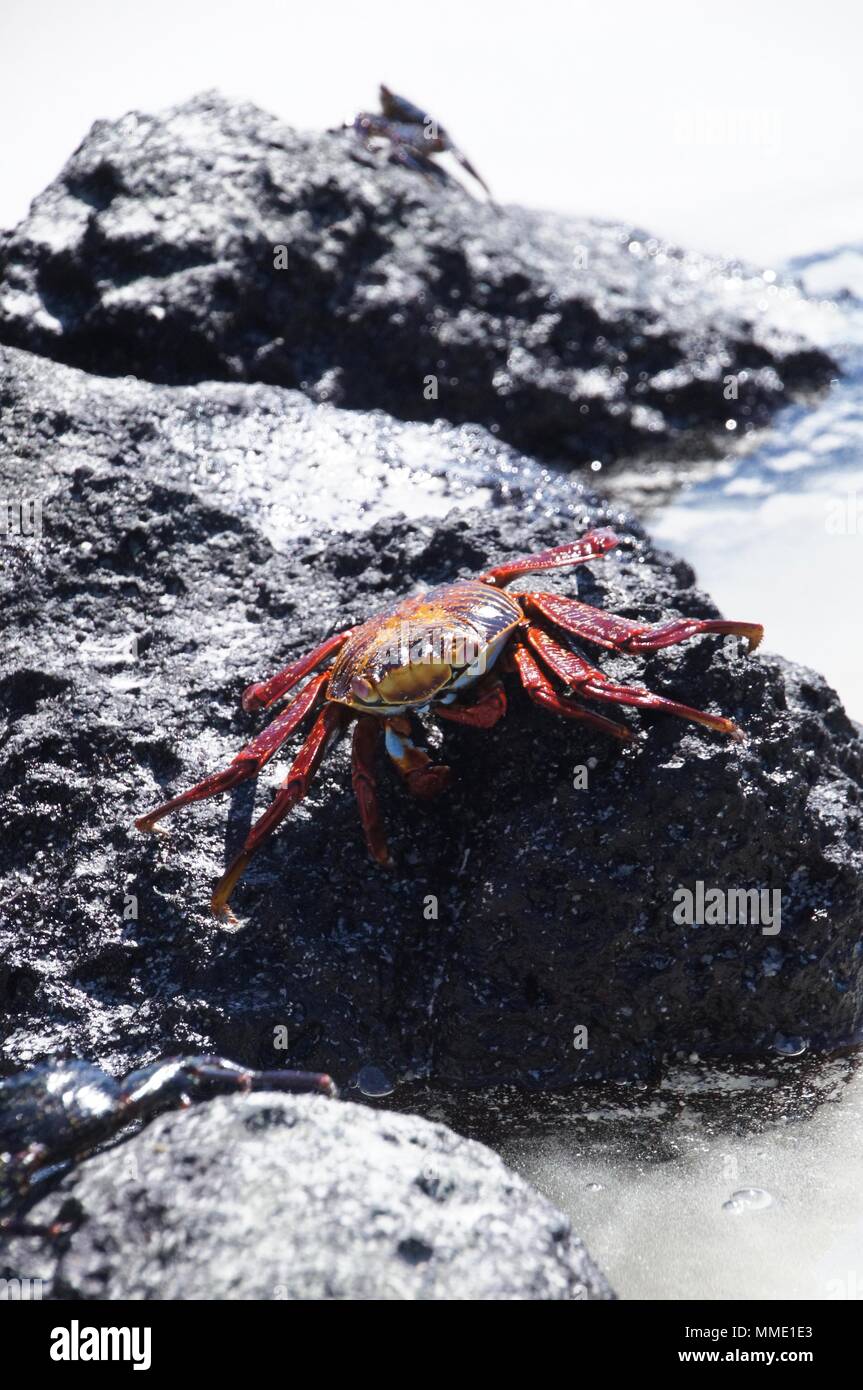 Sally Lightfoot Crab at Galapagos Stock Photo - Alamy