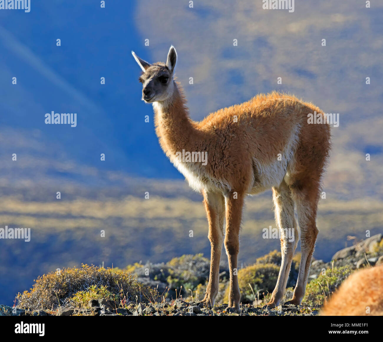Guanaco, Lama guanicoe, young, known as chulengo, in Patagonia Stock ...