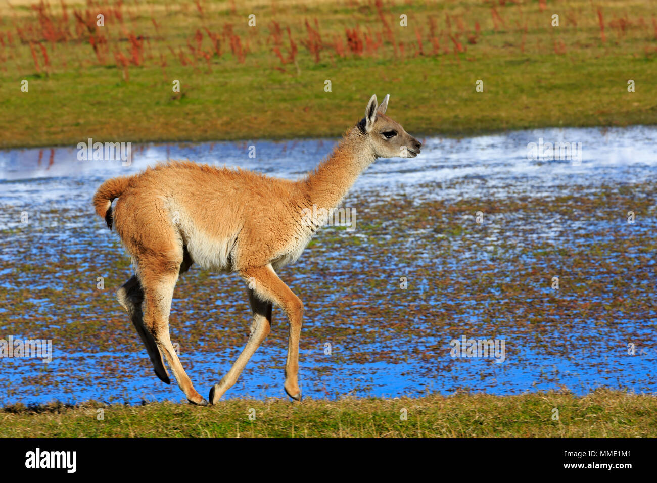 Guanaco, Lama guanicoe, young, known as chulengo, running in Torres del ...