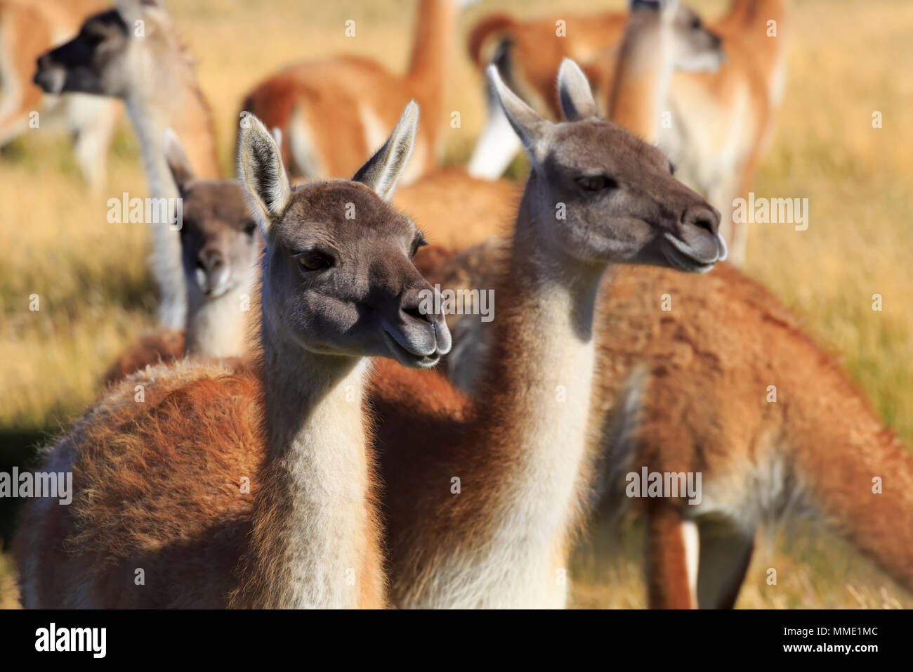 Guanacos portrait hi-res stock photography and images - Alamy