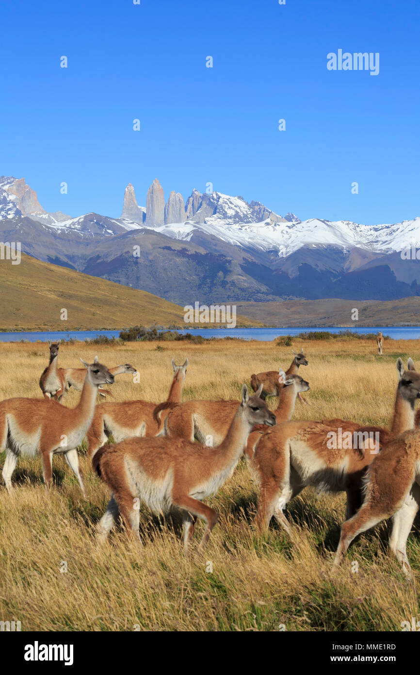 Guanaco lama guanicoe mountains hi-res stock photography and images - Alamy