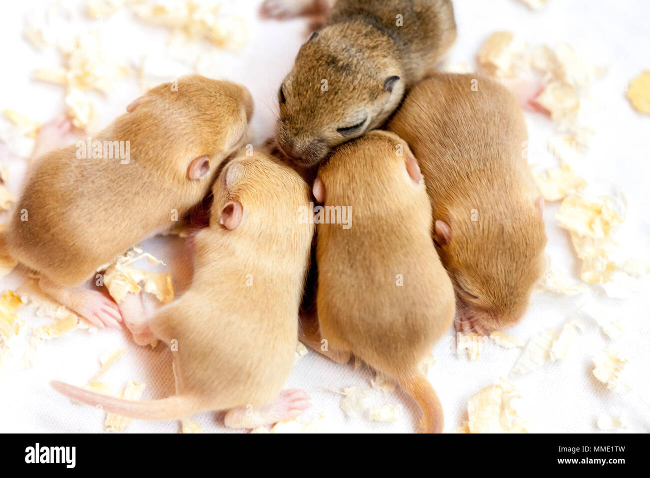 Group of little cute sleeping mice babies. Macro image Stock Photo - Alamy