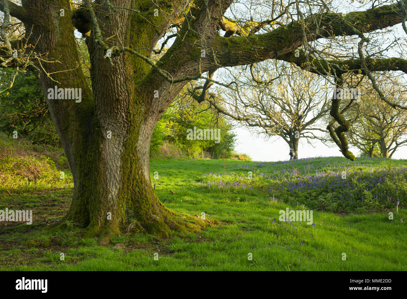 Old oak tree hi-res stock photography and images - Alamy