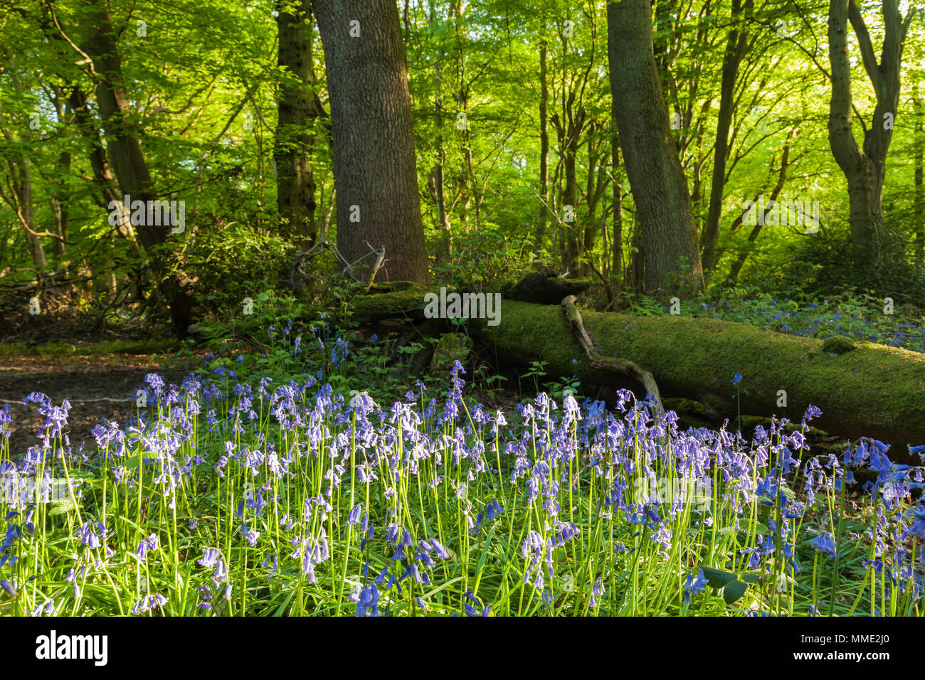 Bluebells in an East Sussex woodland, England Stock Photo - Alamy