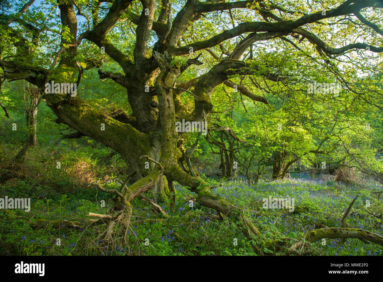 Old oak tree hi-res stock photography and images - Alamy