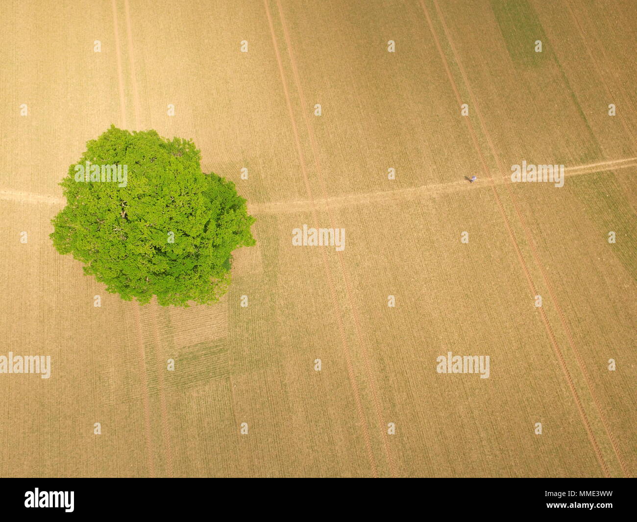 Single large Oak tree in a farm crop field showing a public footpath ...