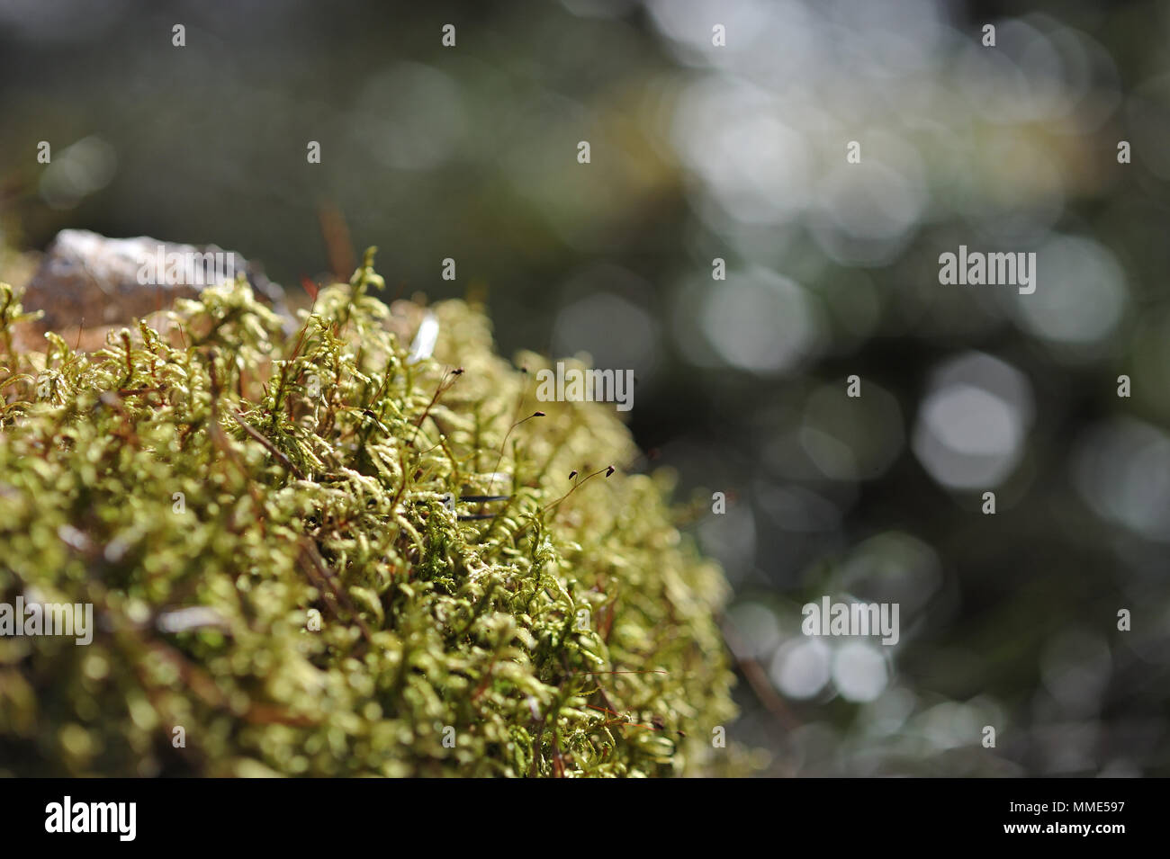 Patch of lichen on rock background hi-res stock photography and images ...