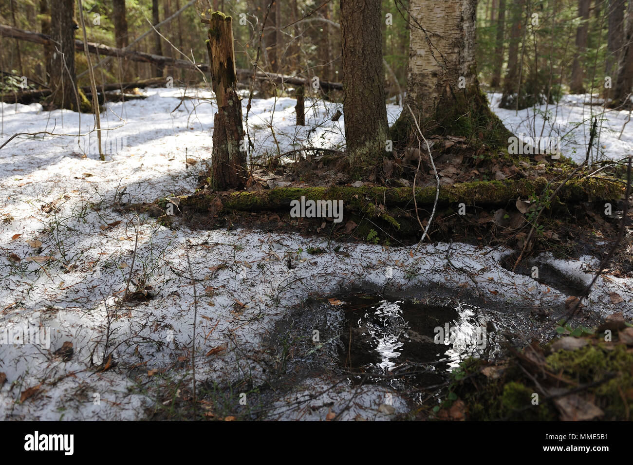 Fountain of fresh water, beating out of the ground in a coniferous ...