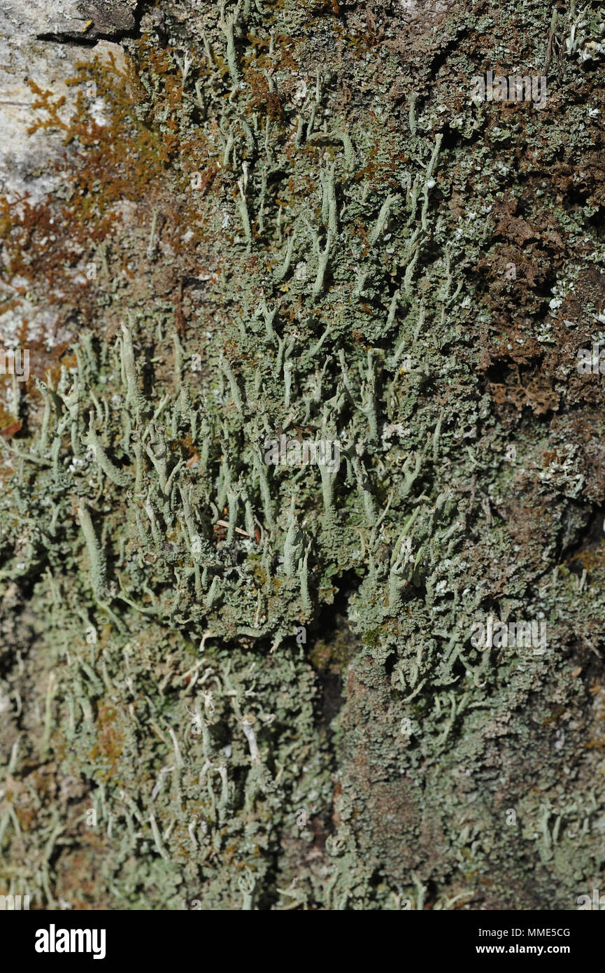 Patch of lichen on rock background hi-res stock photography and images ...