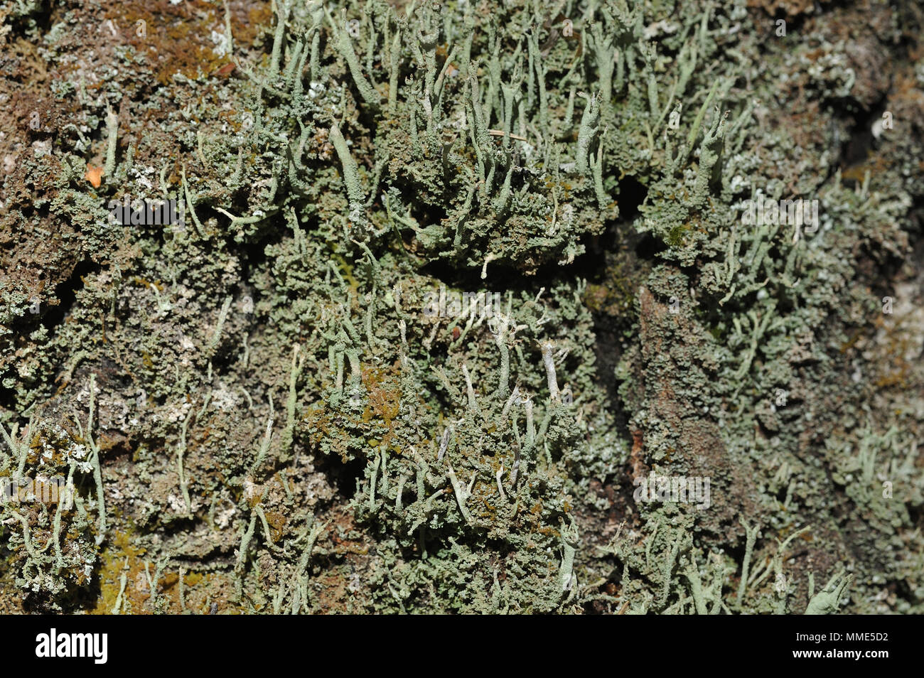 Macrophotography of mosses and lichens on stump in coniferous forest ...