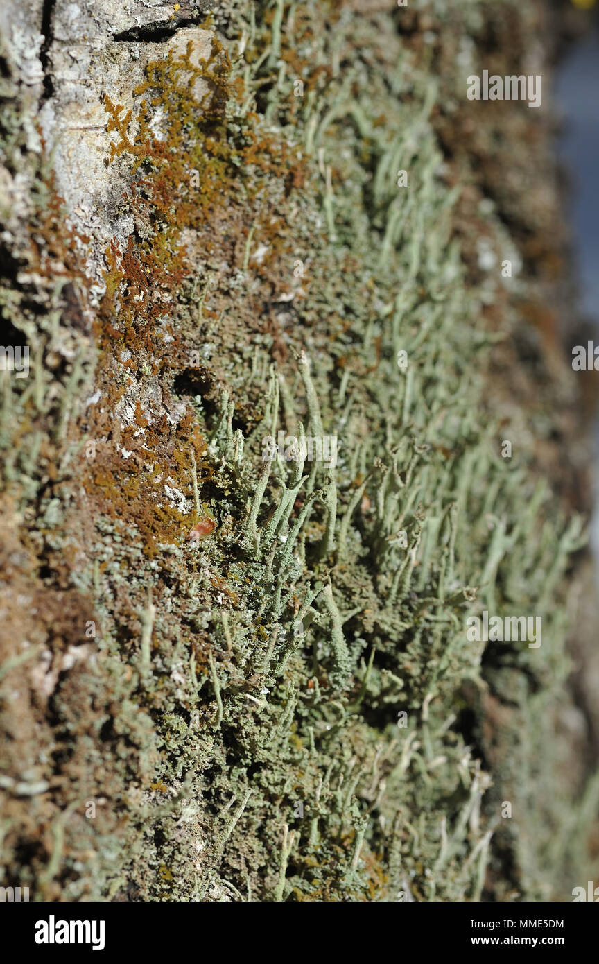 Patch of lichen on rock background hi-res stock photography and images ...
