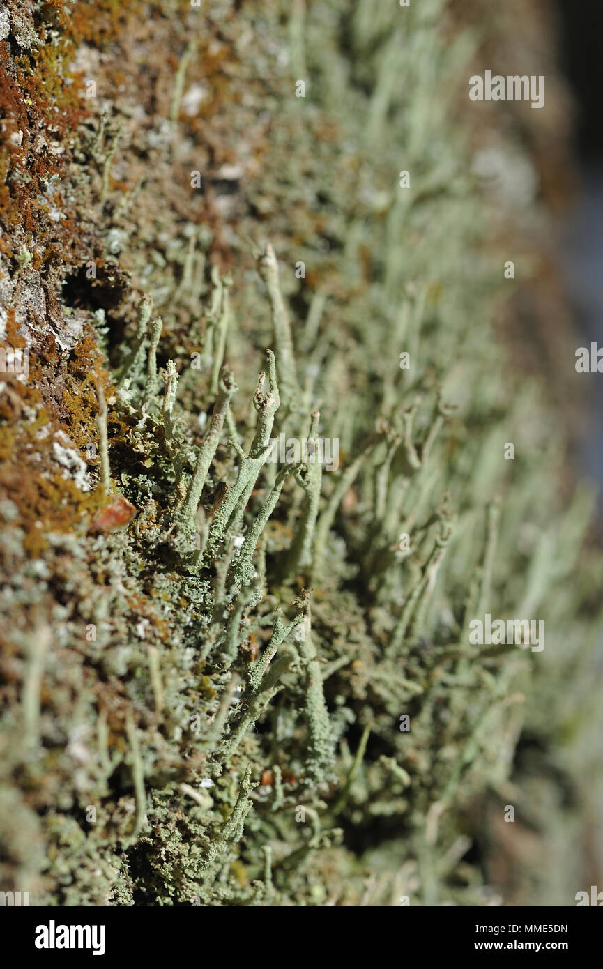 Macrophotography of mosses and lichens on stump in coniferous forest ...