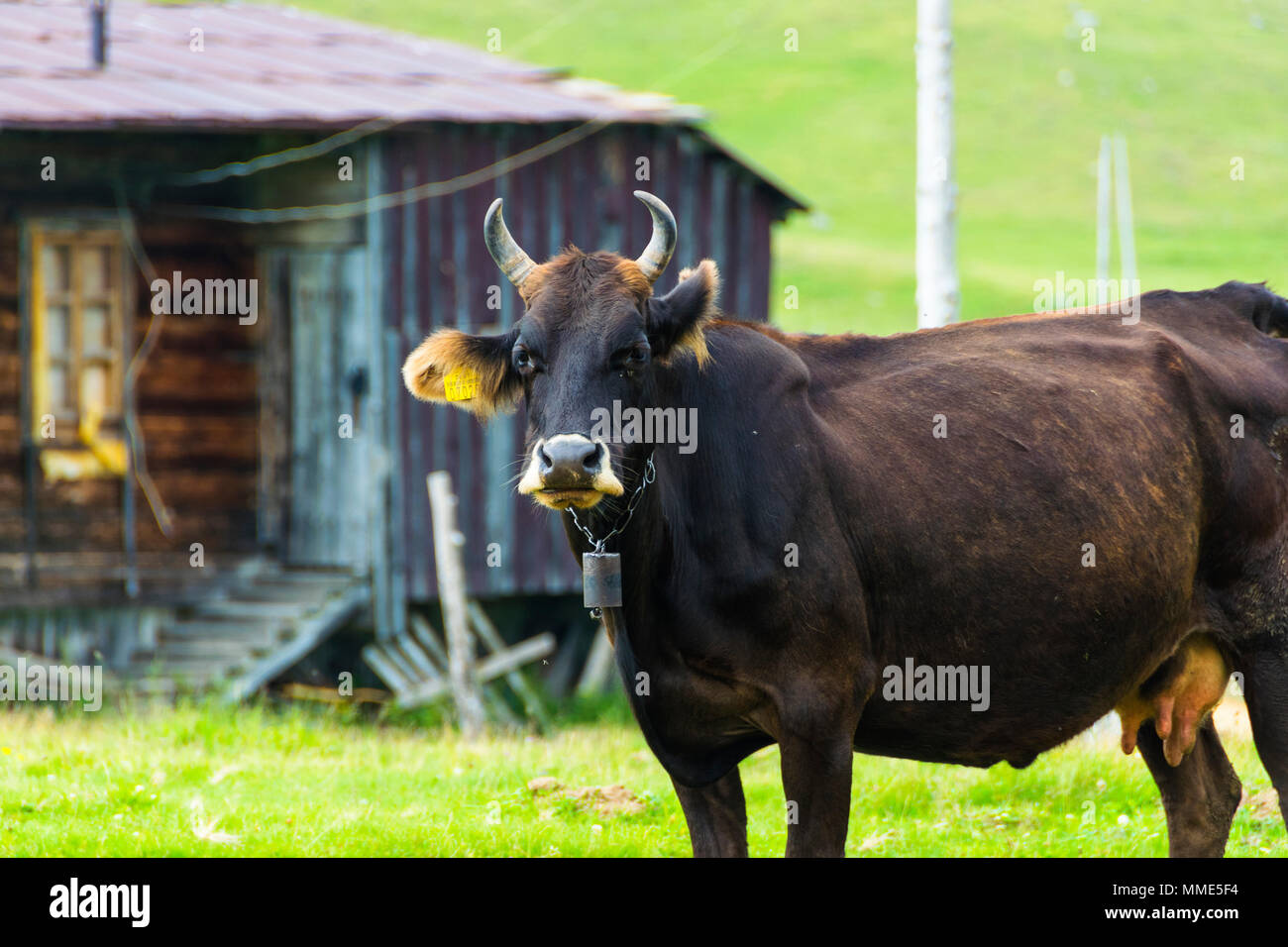 Angry Cow Stock Photos & Angry Cow Stock Images - Alamy