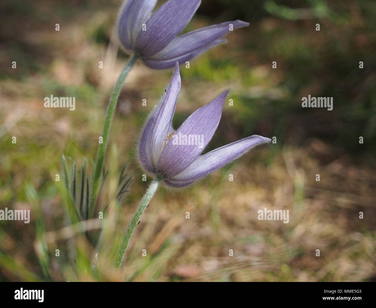 In the forest blossoms of the rock-lily. The first spring forest flower ...