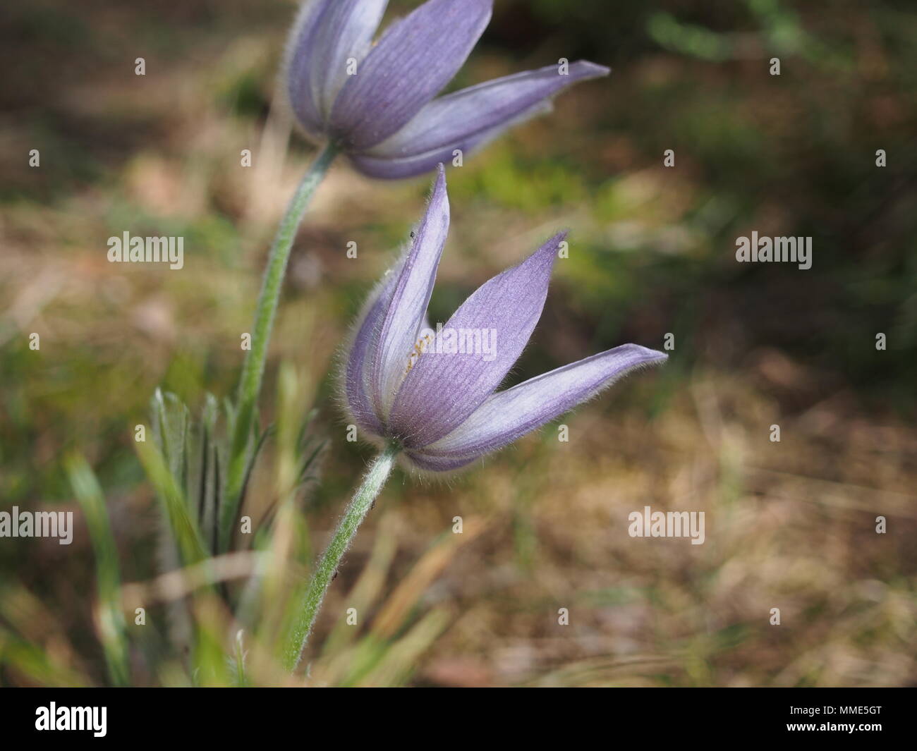In the forest blossoms of the rock-lily. The first spring forest flower ...