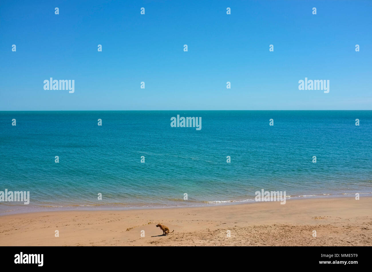 Dog defecating on the beach. Dog pooping Stock Photo - Alamy