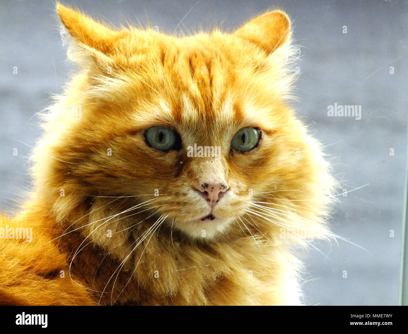 Cat zoom hi-res stock photography and images - Alamy