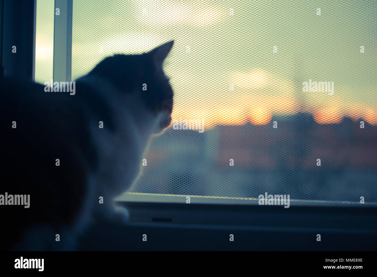cat is playin sitting watching in the warm house ambient Stock Photo ...