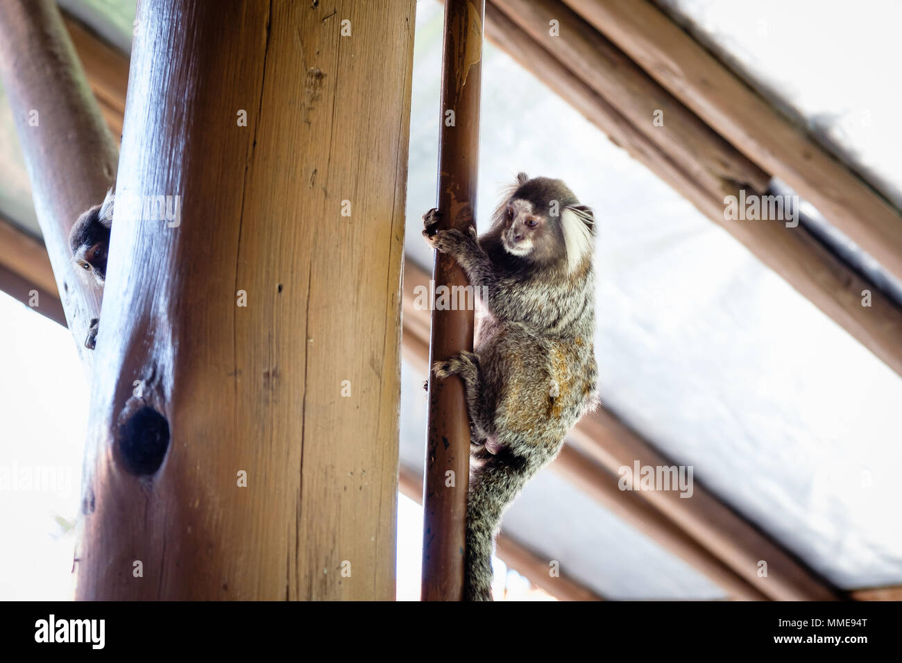 Black tuffeted marmoset, a common small monkey, climbing wooden pole ...