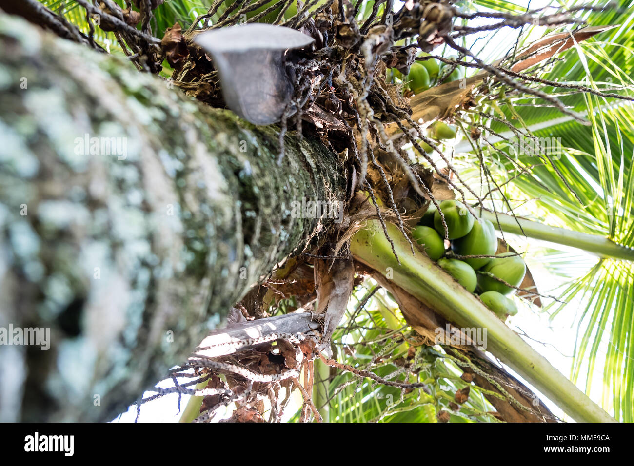 Detail of coconut palm trees on sunny day in Rio de Janeiro. Many green ...