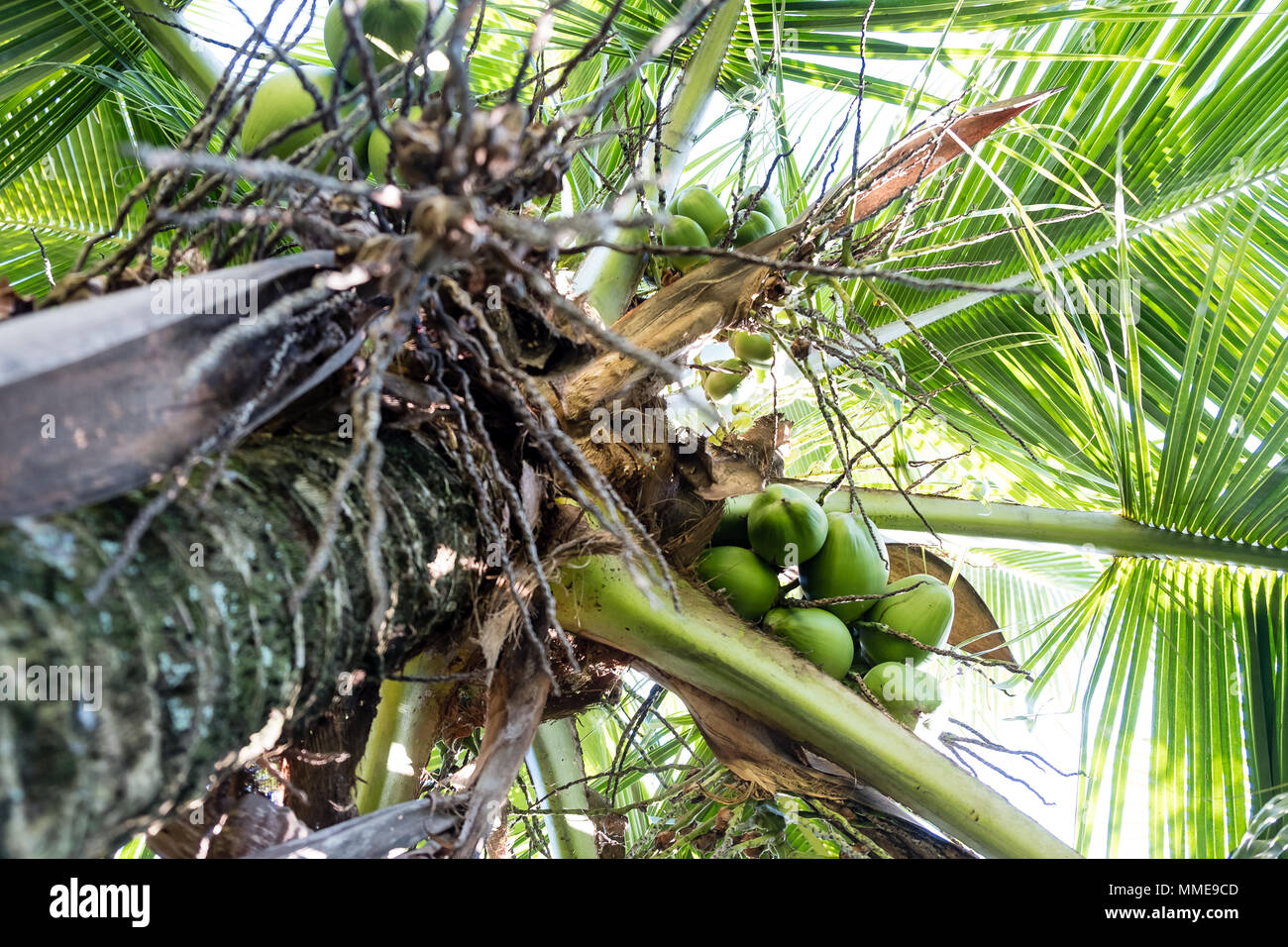 Detail of coconut palm trees on sunny day in Rio de Janeiro. Many green ...