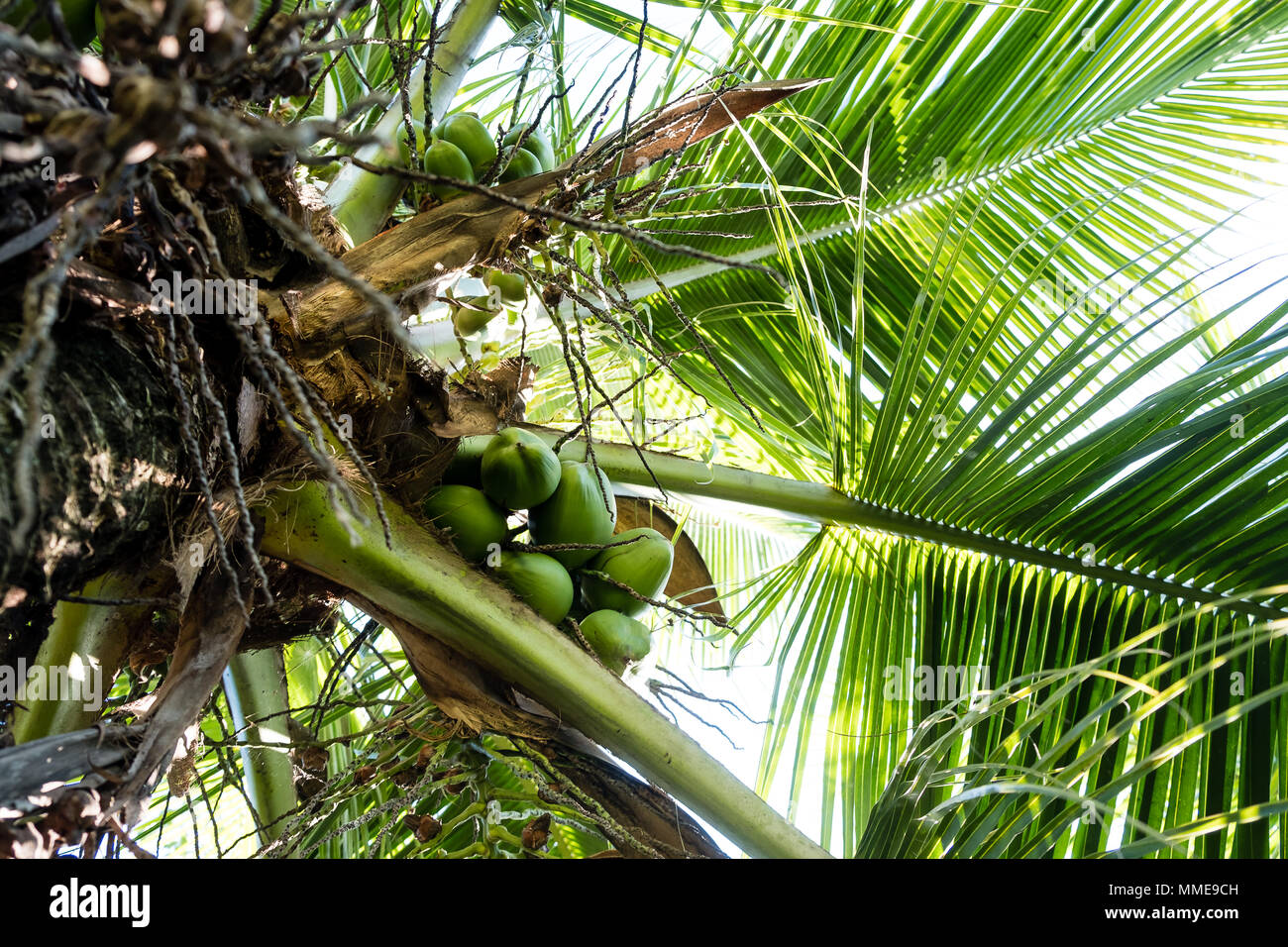 Detail of coconut palm trees on sunny day in Rio de Janeiro. Many green ...
