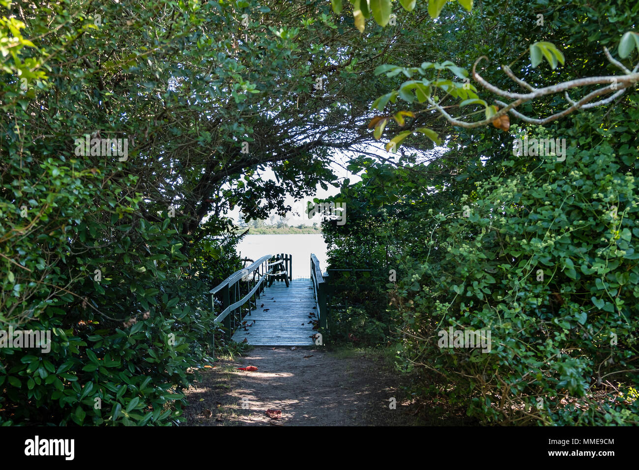 Pathway to small wooden dock in lake, covered in vegetation. Lake can ...