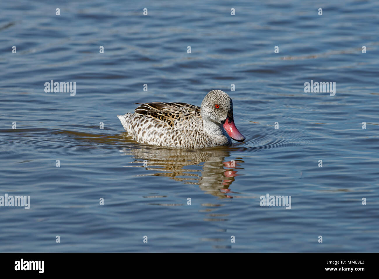Cape Teal Duck - Anas capensis from South Africa Stock Photo - Alamy